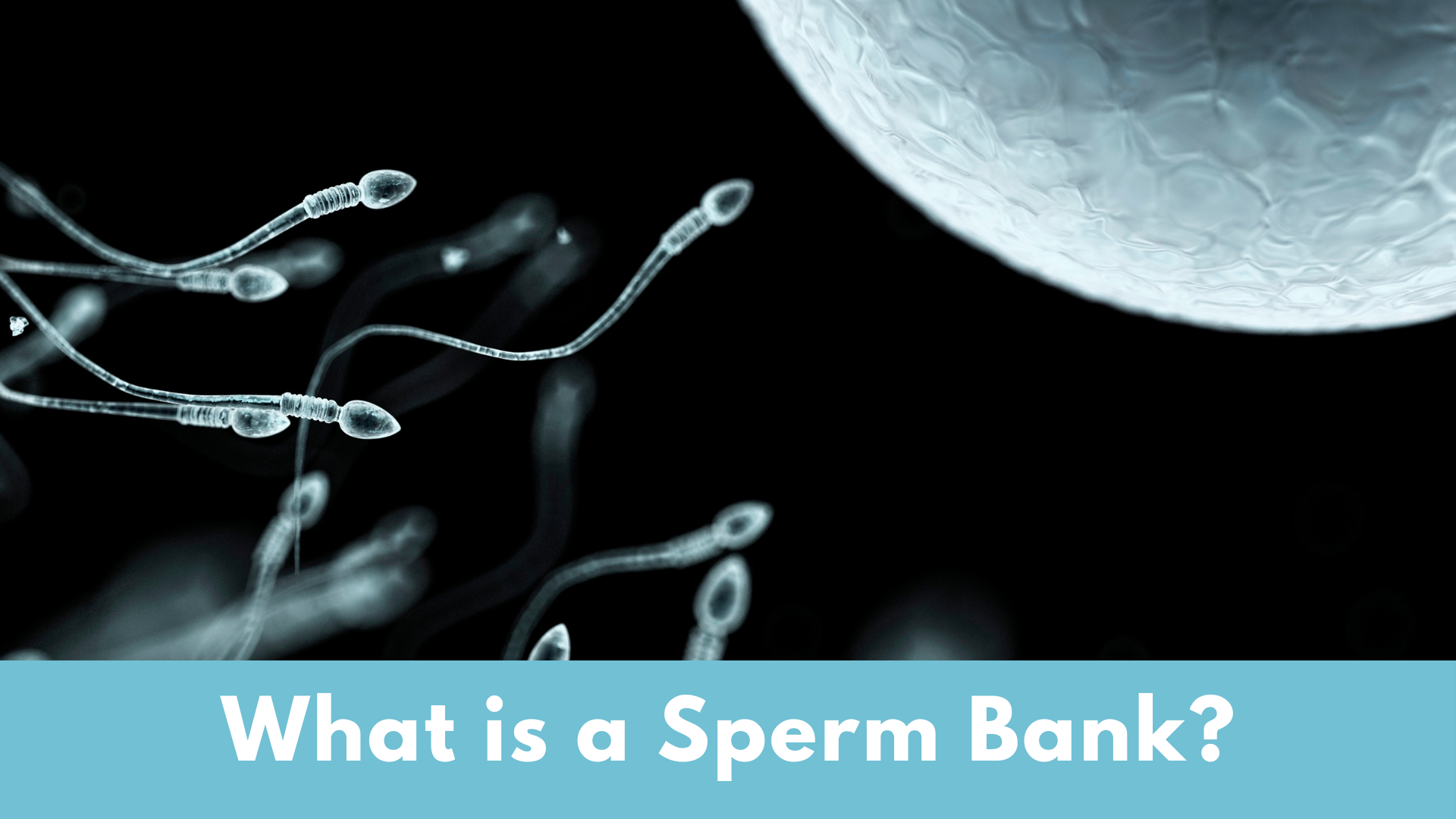 What Is a Sperm Bank? | Fairfax Cryobank - Find a Sperm Donor