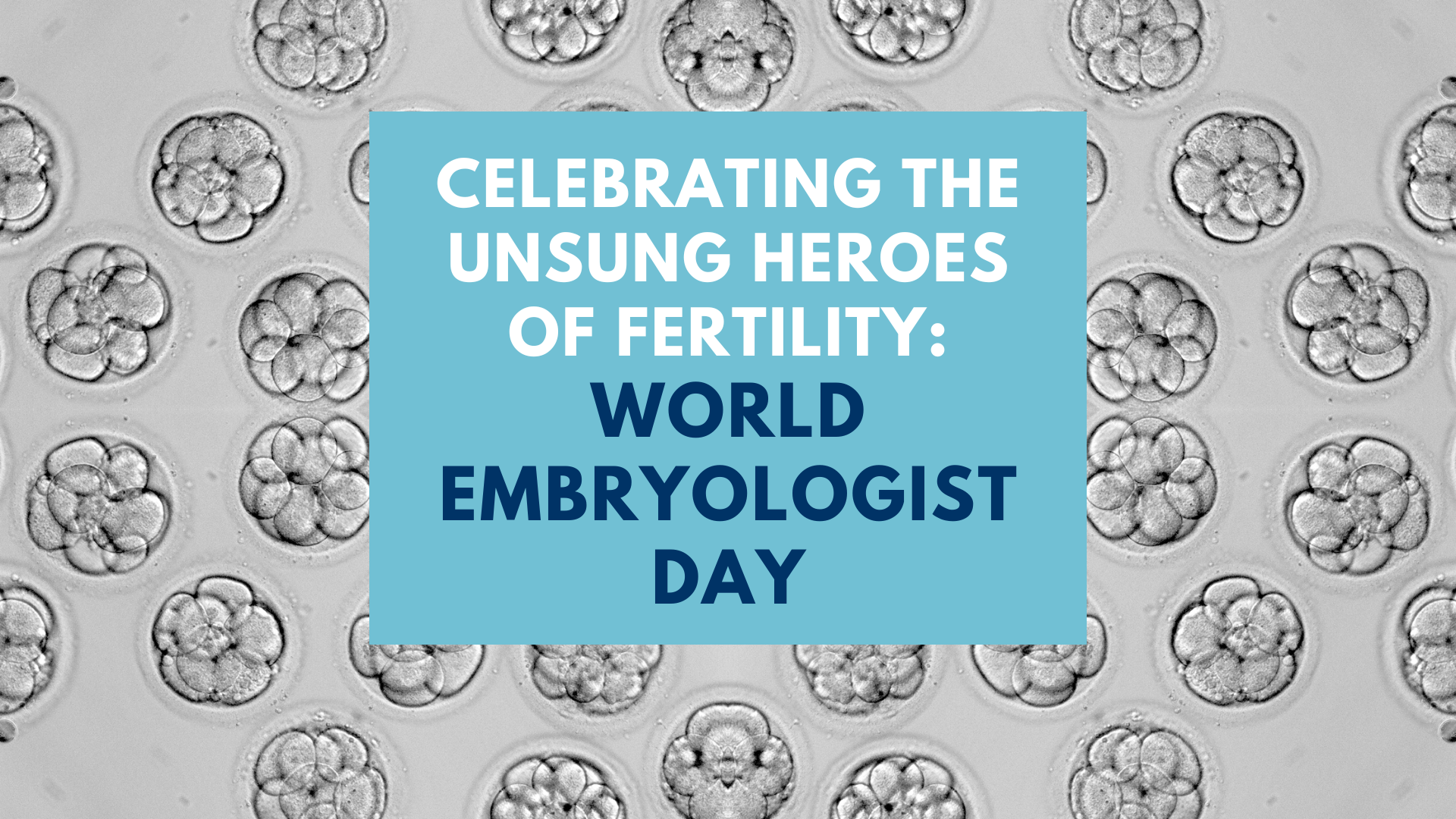 Celebrating the Unsung Heroes of Fertility: World Embryologist Day ...